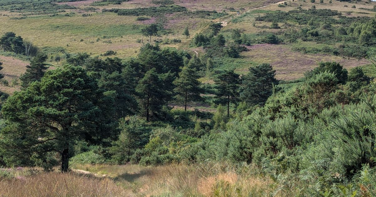 Ashdown Forest AA Milne Walk - Ramblers